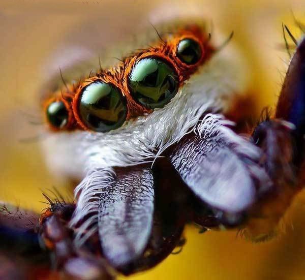 Spider Eyes…and Lawn Orbs – SheWalksSoftly