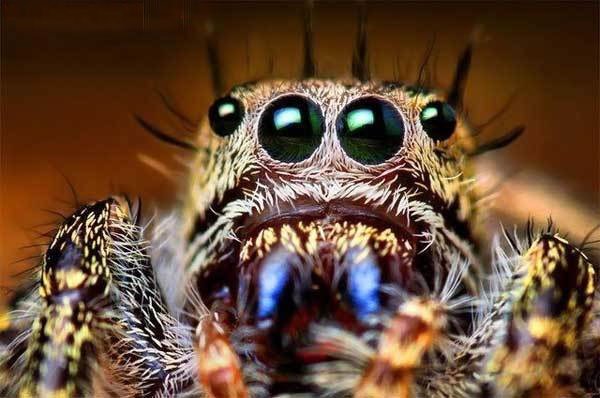 Spider Eyes…and Lawn Orbs – SheWalksSoftly