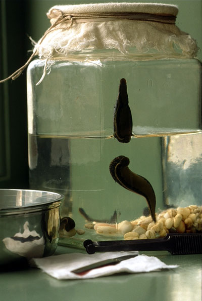 Antique Leech Jars – SheWalksSoftly