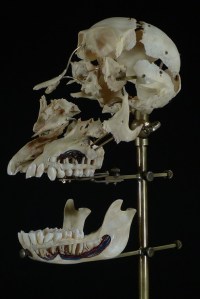 Ryan Matthew: Exploded Skulls – SheWalksSoftly