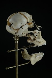 Ryan Matthew: Exploded Skulls – SheWalksSoftly