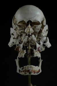 Ryan Matthew: Exploded Skulls – SheWalksSoftly