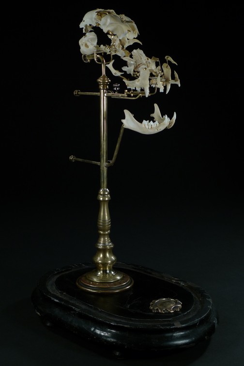 Ryan Matthew: Exploded Skulls – SheWalksSoftly