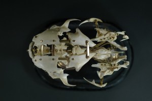 Ryan Matthew: Exploded Skulls – SheWalksSoftly