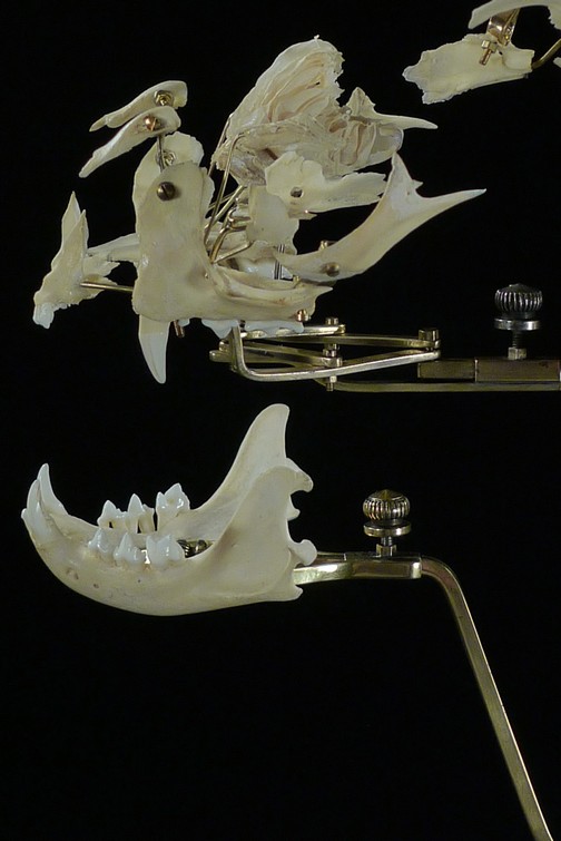 Ryan Matthew: Exploded Skulls – SheWalksSoftly