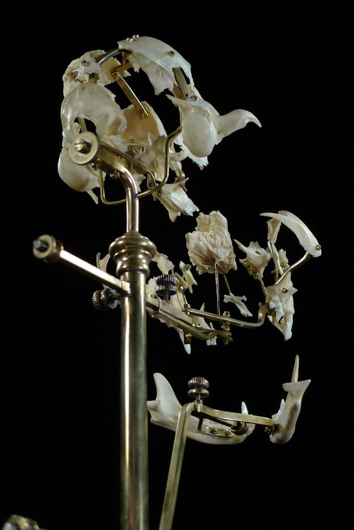 Ryan Matthew: Exploded Skulls – SheWalksSoftly