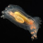 Transparent Sea Creature Collection – SheWalksSoftly