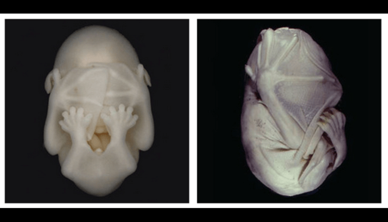 Image Odyssey: Bat Embryos – SheWalksSoftly